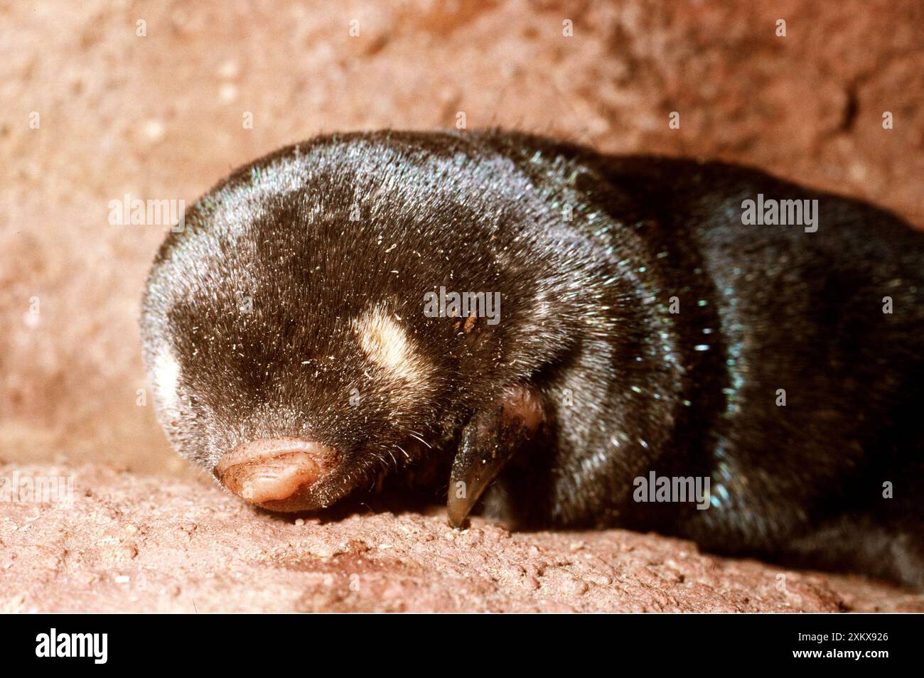 "golden mole" hi-res stock photography and images - Alamy