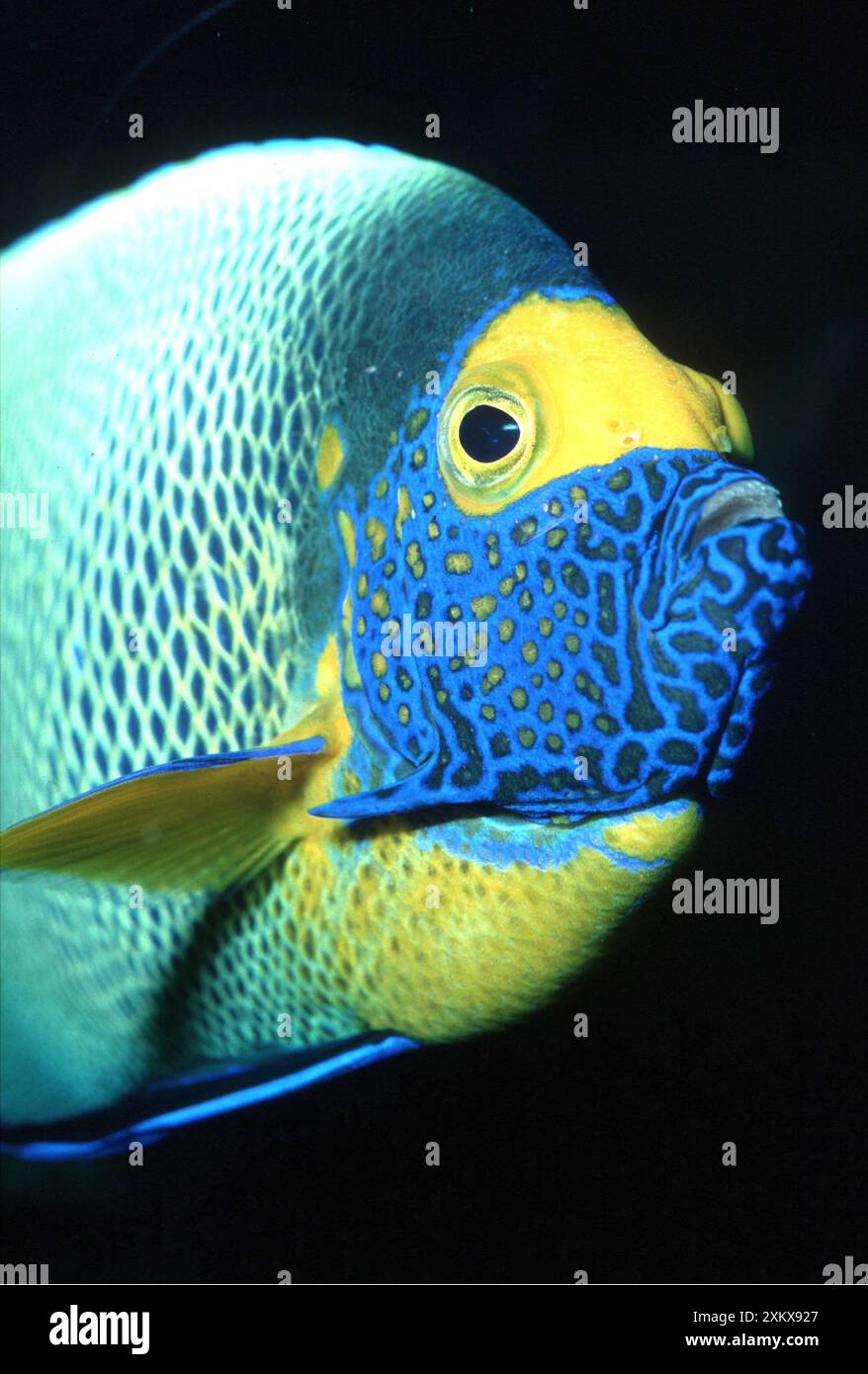 BLUE FACED ANGEL FISH - close up of head Stock Photo - Alamy