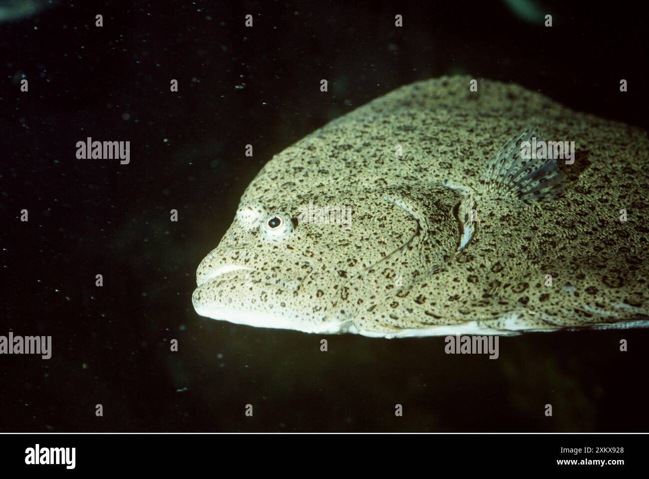 Brill fish hi-res stock photography and images - Alamy