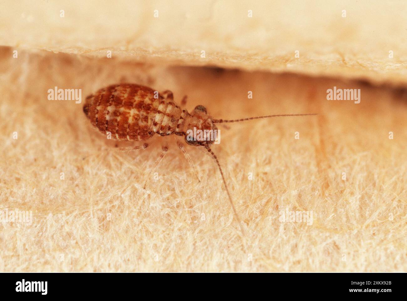 Booklice hi-res stock photography and images - Alamy