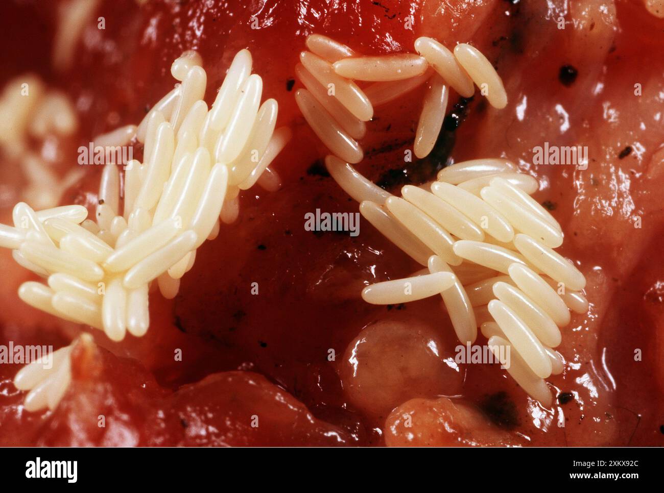BLUEBOTTLE / Blowfly - Eggs on rotting meat Stock Photo - Alamy