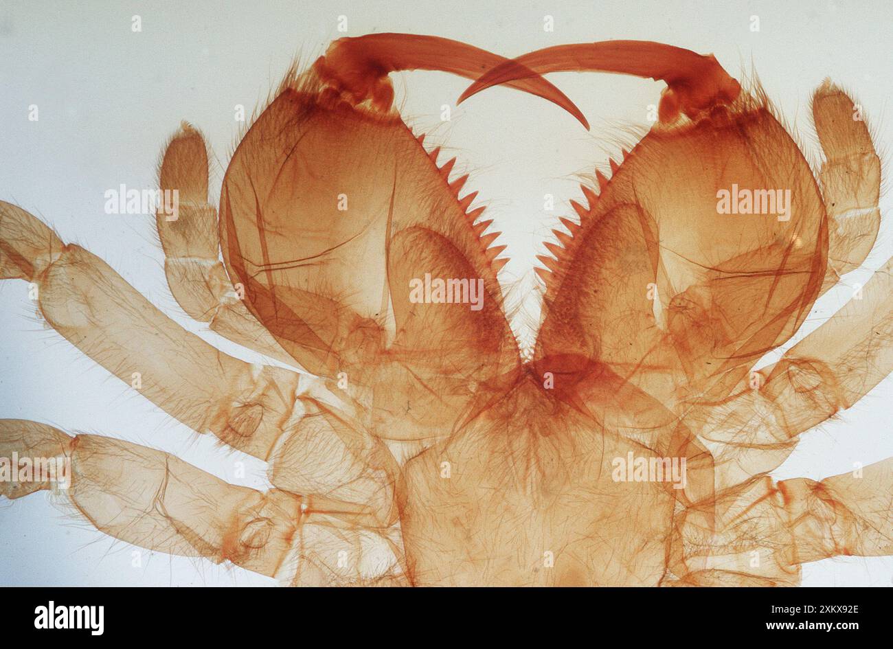 Spiders jaws hi-res stock photography and images - Alamy