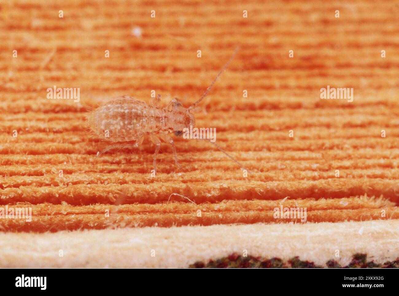 Booklice hi-res stock photography and images - Alamy