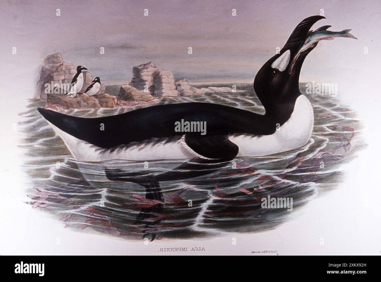 EXTINCT BIRD - 19 century John Gould plate of Great Auk Stock Photo - Alamy