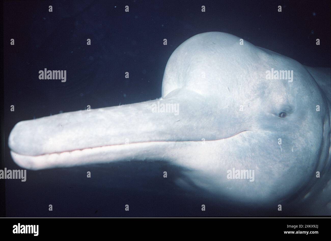 Amazon / Boto / Pink River DOLPHIN - Close up head Stock Photo - Alamy