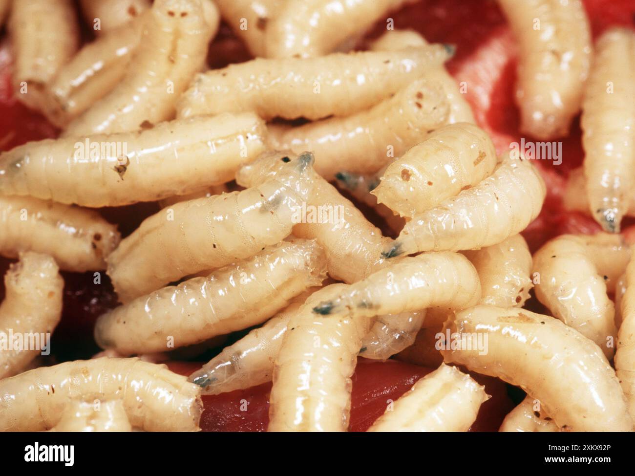 Bluebottle fly larva hi-res stock photography and images - Alamy