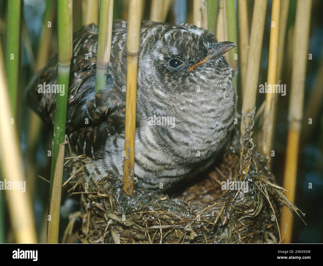 Baby cuckoo birds hi-res stock photography and images - Alamy