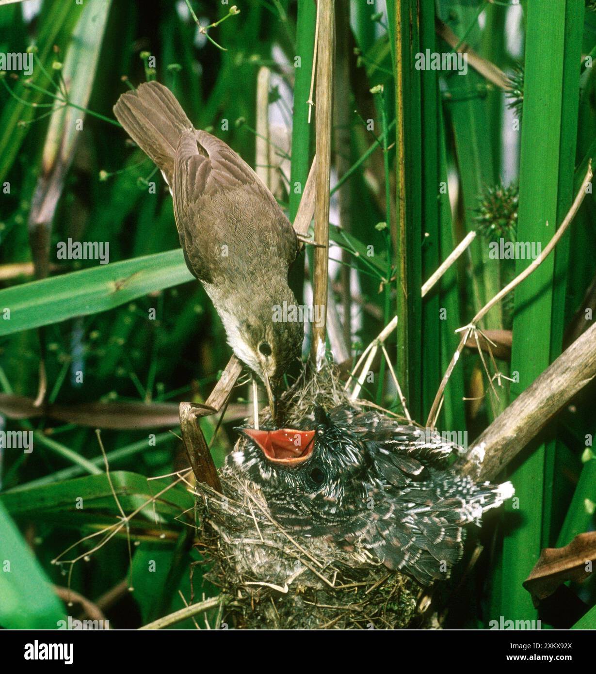 Cuckoo - being fed by Reed Warbler (Acrocephalus scirpaceus Stock Photo ...