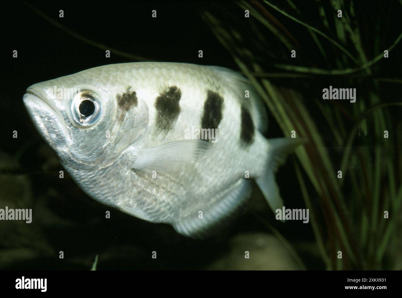 Archer Fish - Freshwater Stock Photo - Alamy