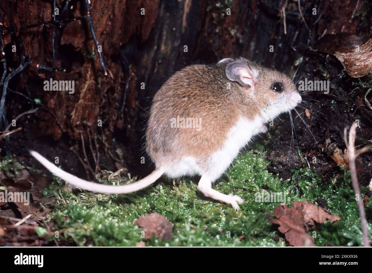 White-footed Deer Mouse Stock Photo - Alamy