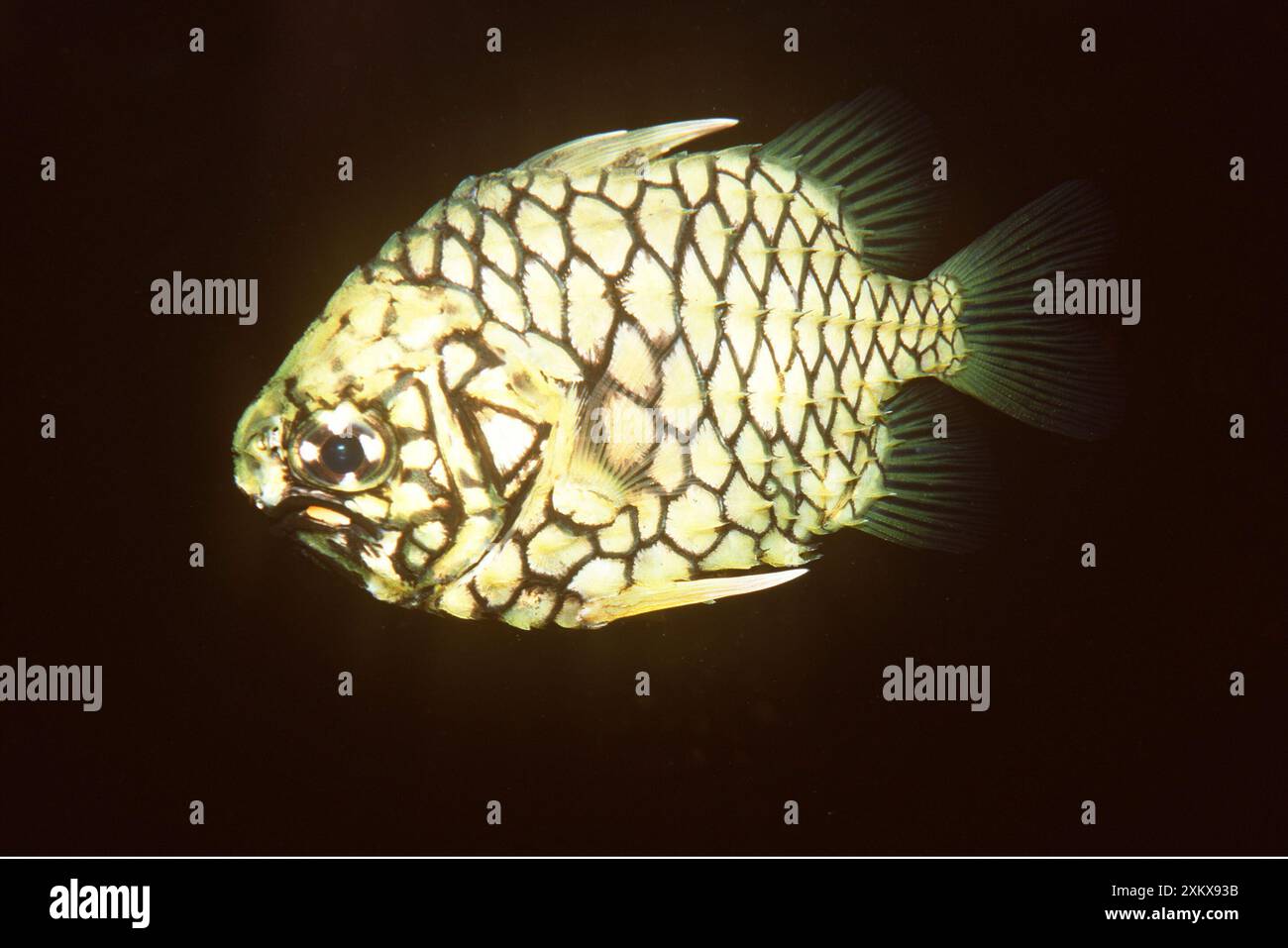 PINE CONE FISH - Luminous organ below eye Stock Photo - Alamy