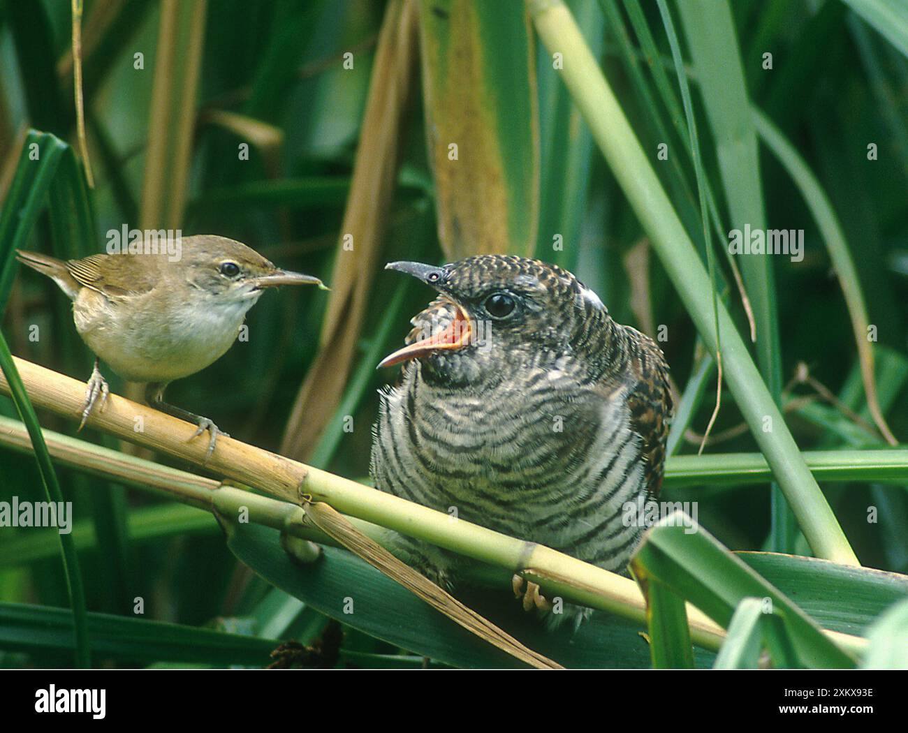 Baby cuckoo birds hi-res stock photography and images - Alamy