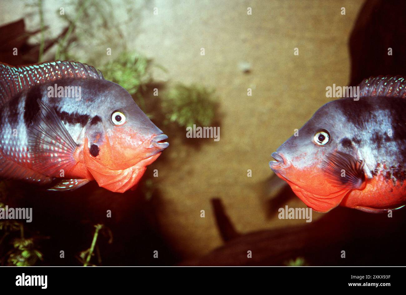 Two fish facing hi-res stock photography and images - Alamy