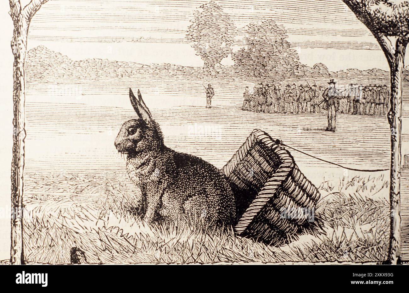 TRAP Illustration - Shooting rabbits at Hurlingham Stock Photo - Alamy