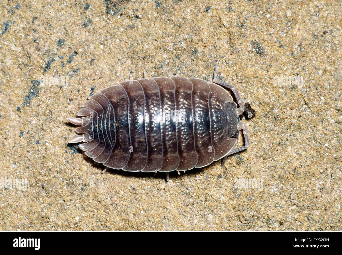 Woodlouse woodlice hi-res stock photography and images - Alamy