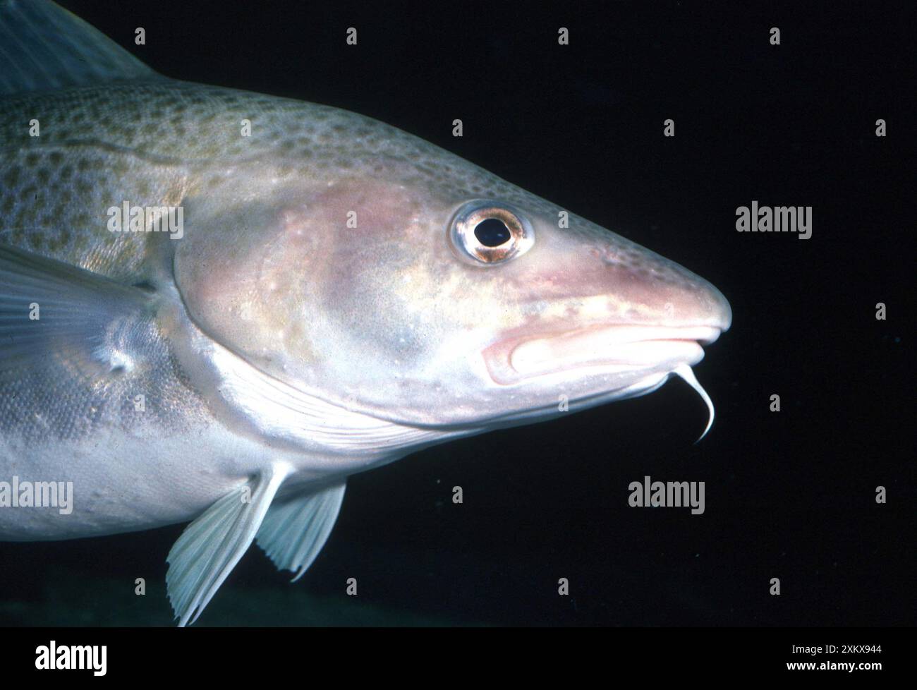 COD - side head view showing barbel Stock Photo - Alamy