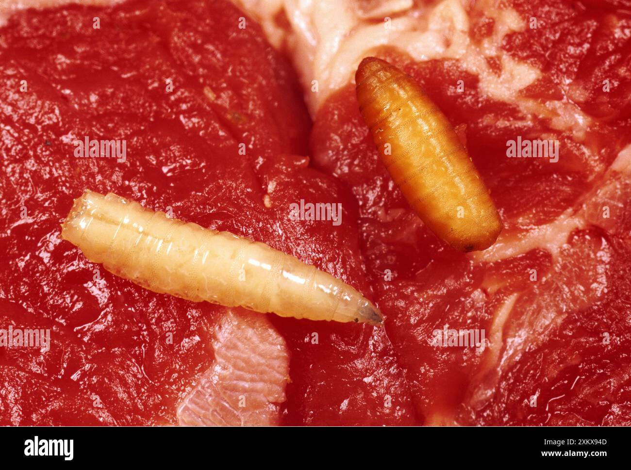 Bluebottle cocoon hi-res stock photography and images - Alamy