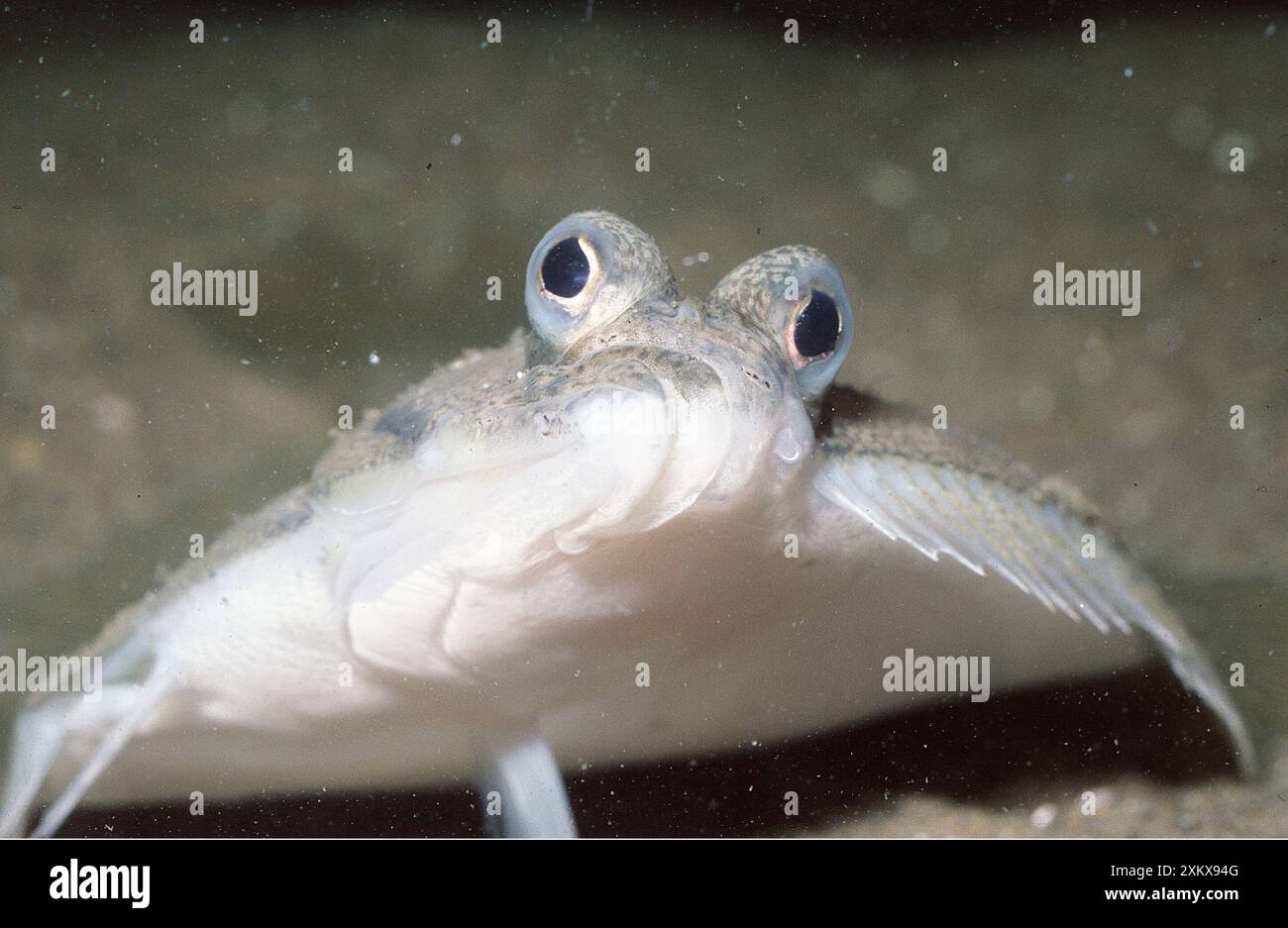 Flatfish eyes hi-res stock photography and images - Alamy