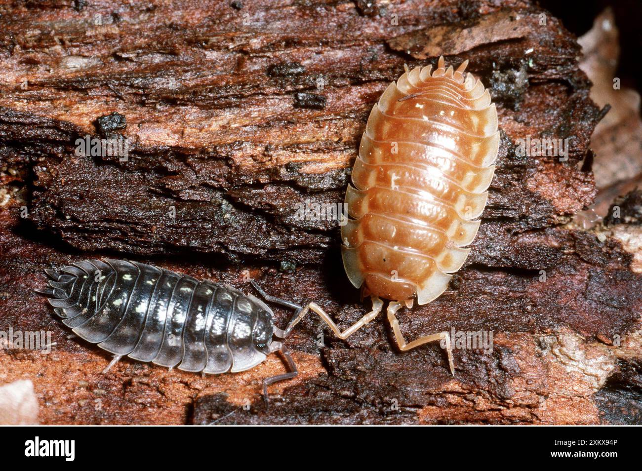 Shiny Woodlice - Colour varieties Stock Photo - Alamy