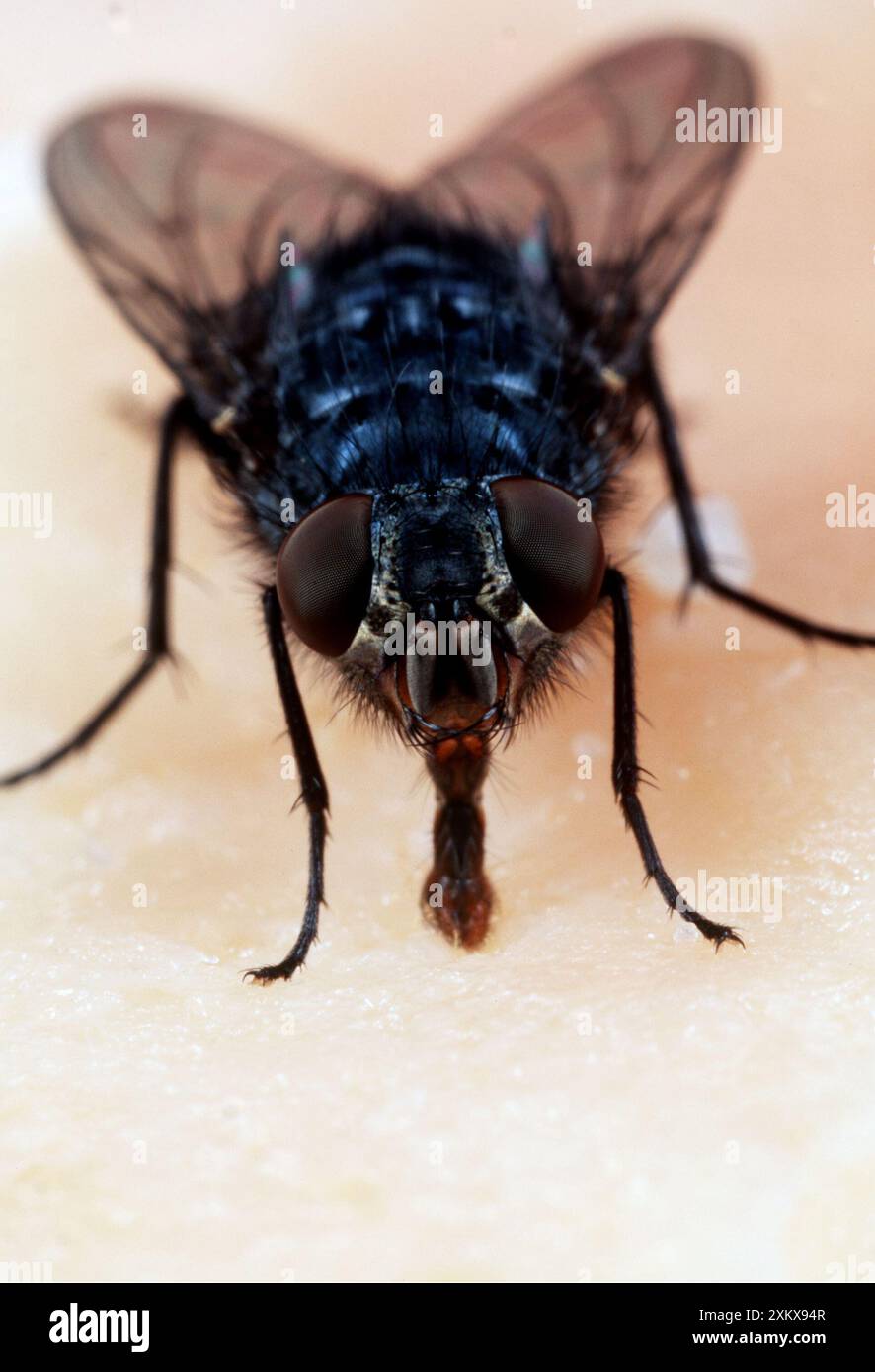 Bluebottle fly head hi-res stock photography and images - Alamy