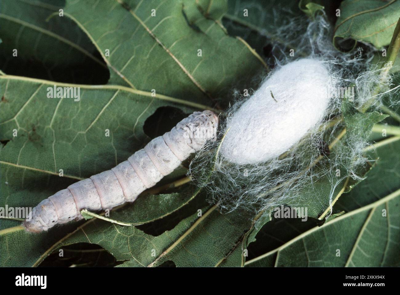 SILK MOTH - LARVAE / CATERPILLAR AND COCOON Stock Photo - Alamy