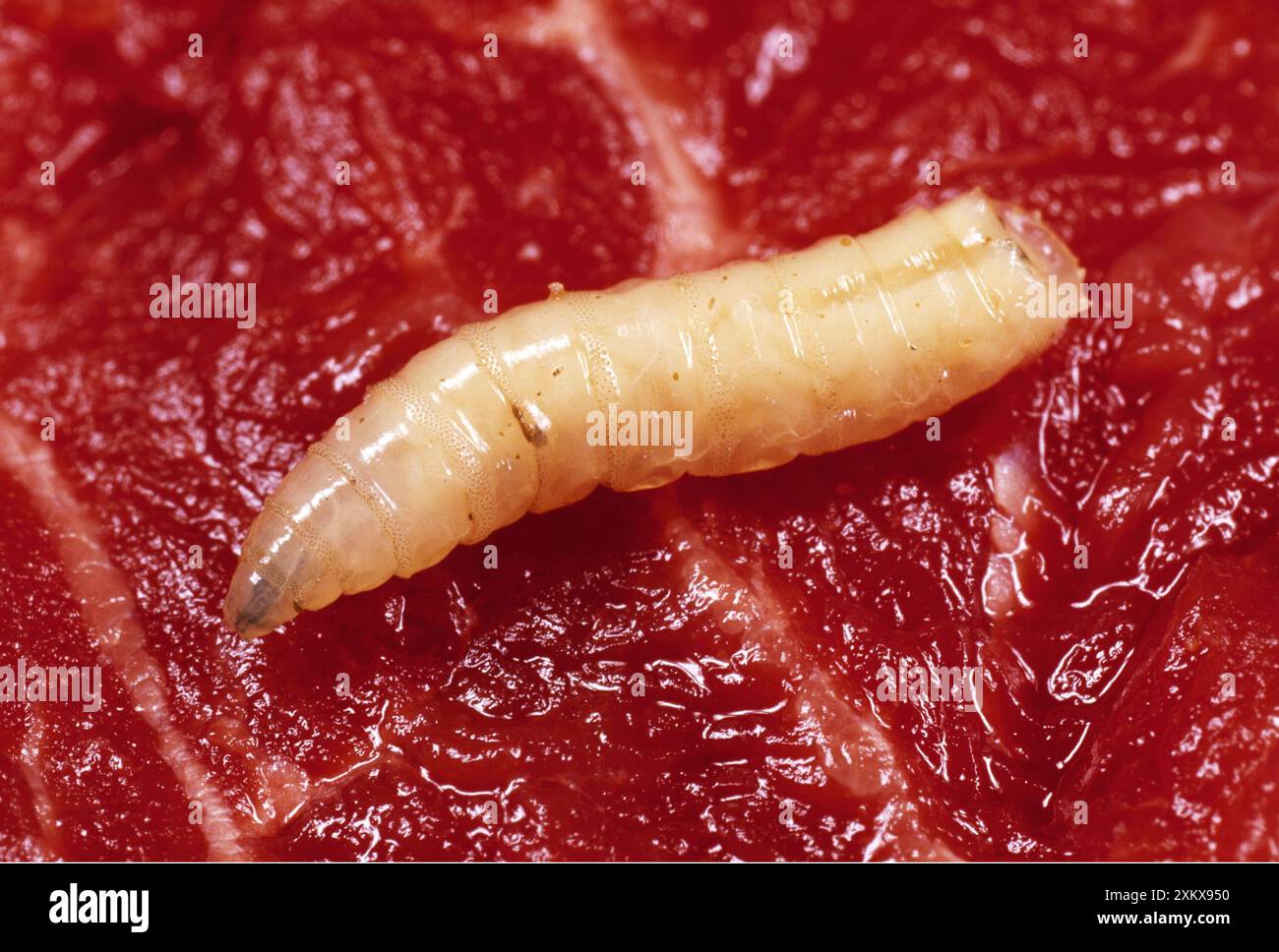 BLUEBOTTLE / Blowfly MAGGOT - In Rotting Meat Stock Photo - Alamy