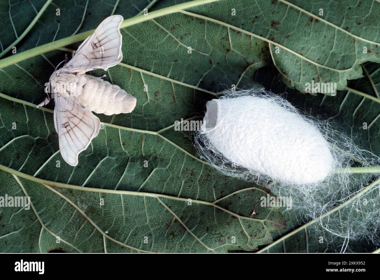 SILK MOTH & COCOON Stock Photo - Alamy