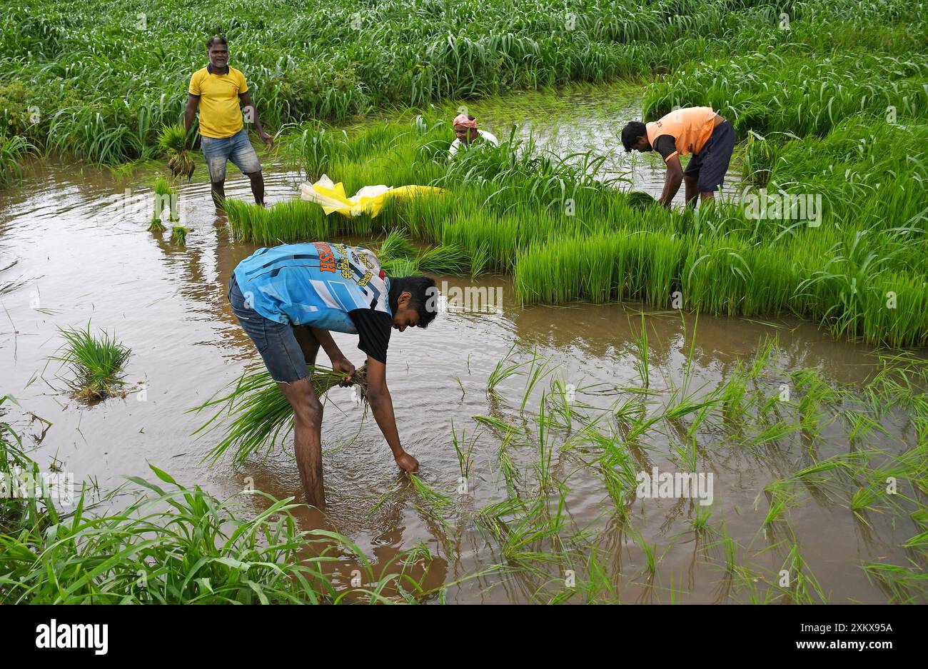 Mumbai, India. 24th July, 2024. A man (foreground) sows rice saplings ...