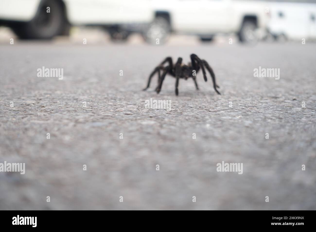 Tarantulas walk the streets of Southern New Mexico Stock Photo - Alamy