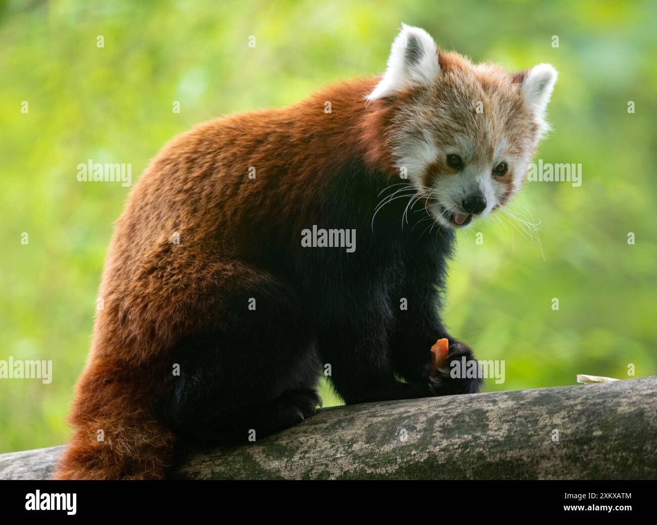 Cute Red Panda at Birmingham Wildlife Conservation Park Stock Photo - Alamy