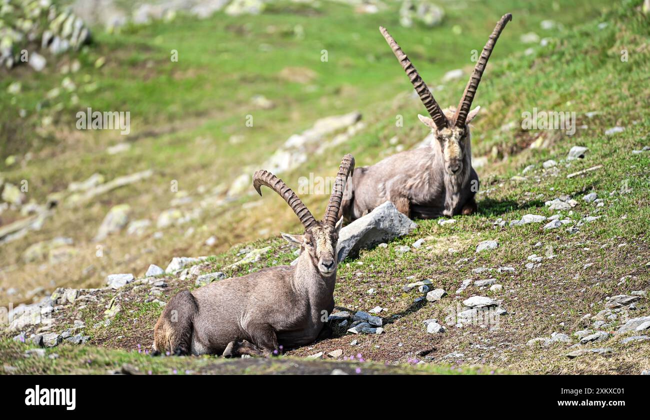 Alpine ibexes in the wilderness at Nufenen pass, Ulrichen, Valais ...