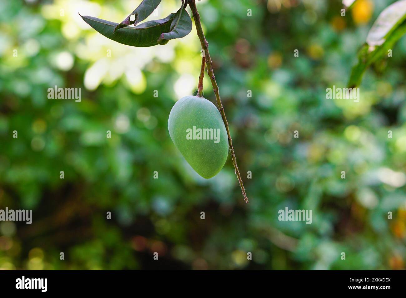 Mango fruit growing up under dry climate in summer season Stock Photo ...