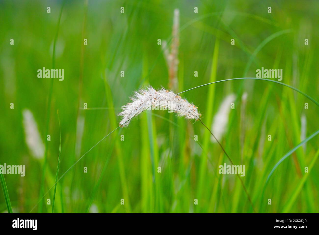 White cogon grass flowers on a beautiful green blurry background ...