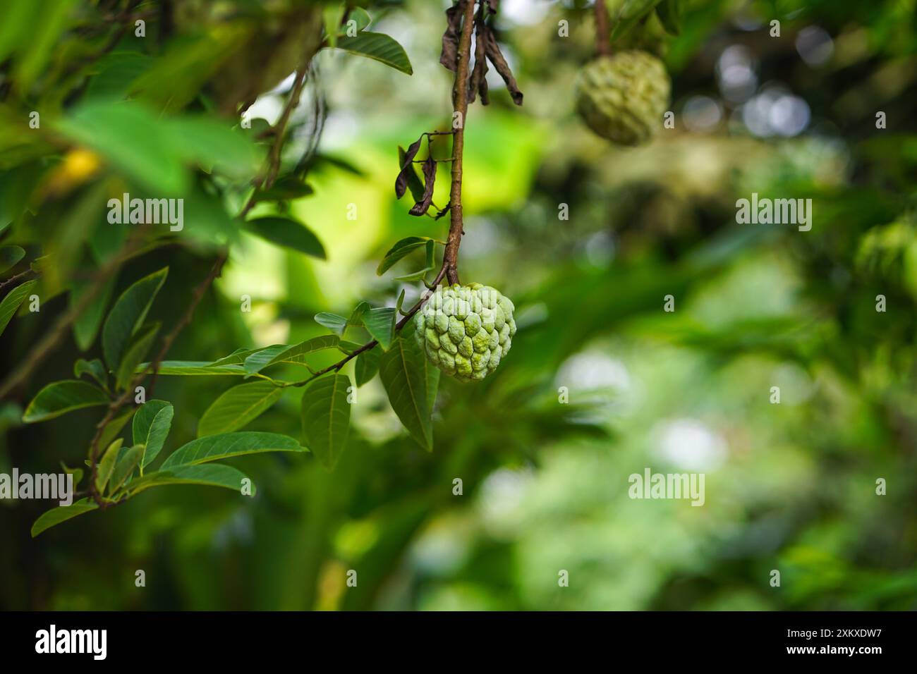 Fresh sweet Sugar Apple or Custard Apple or Sweetsop (Annona Squamosa ...