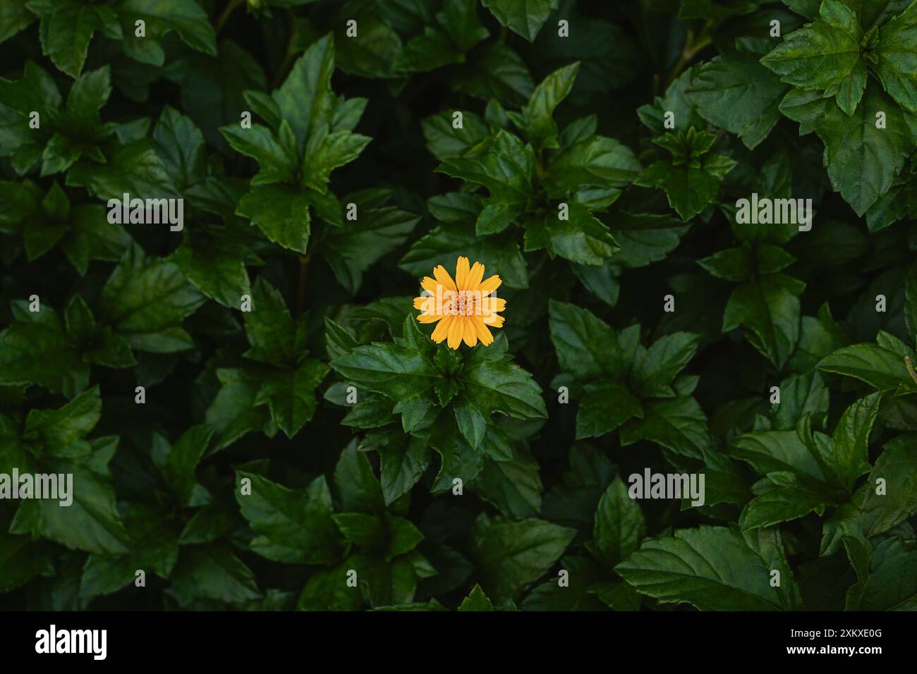 Sphagneticola trilobata, commonly known as the Bay Biscayne creeping ...