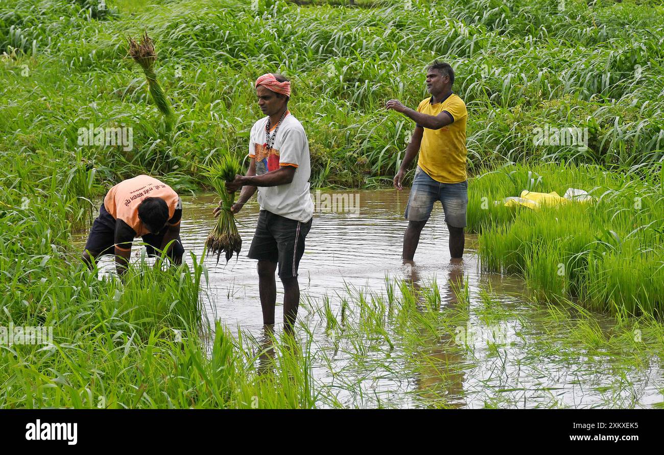 Mumbai, Maharashtra, India. 24th July, 2024. Men pluck rice saplings at ...