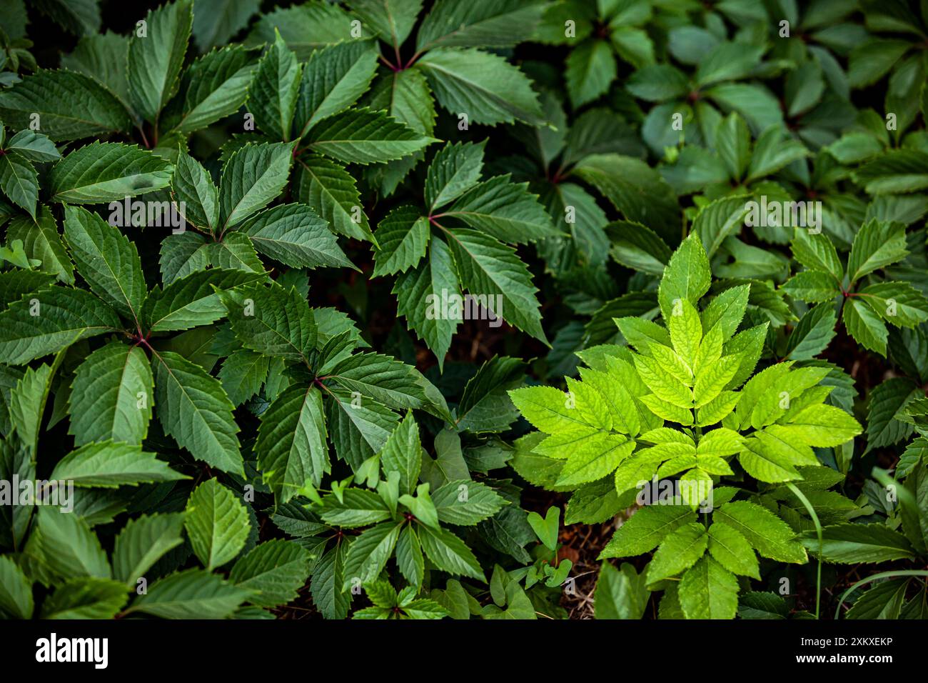 Natural background. Green leaves fill the frame. Concept of ...