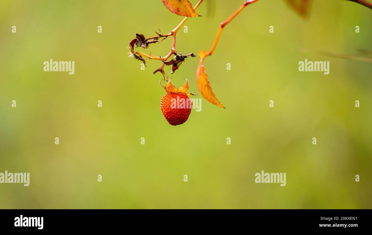 Indonesian raspberry hi-res stock photography and images - Alamy