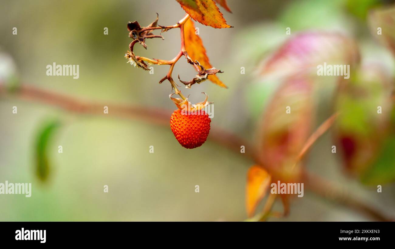 Rubus probus (Atherton raspberry, wild raspberry) fruit. The fruits are ...