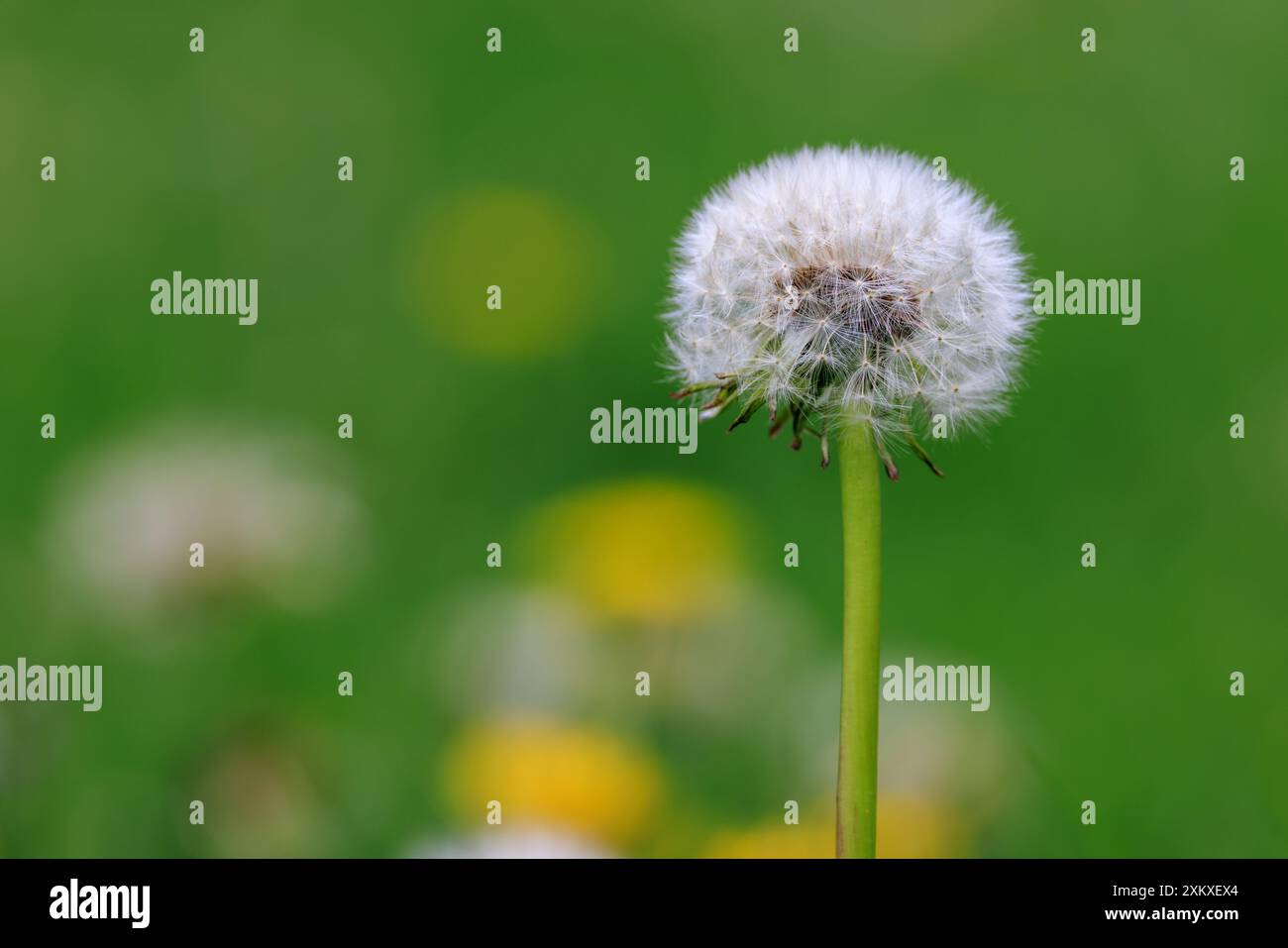 Dandelion seed head also known as a clock Stock Photo - Alamy