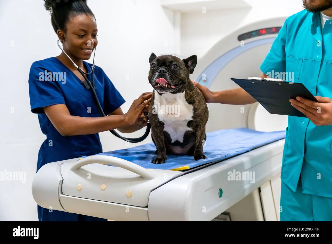 Two veterinarians working with a dog in the clinic and examining it ...