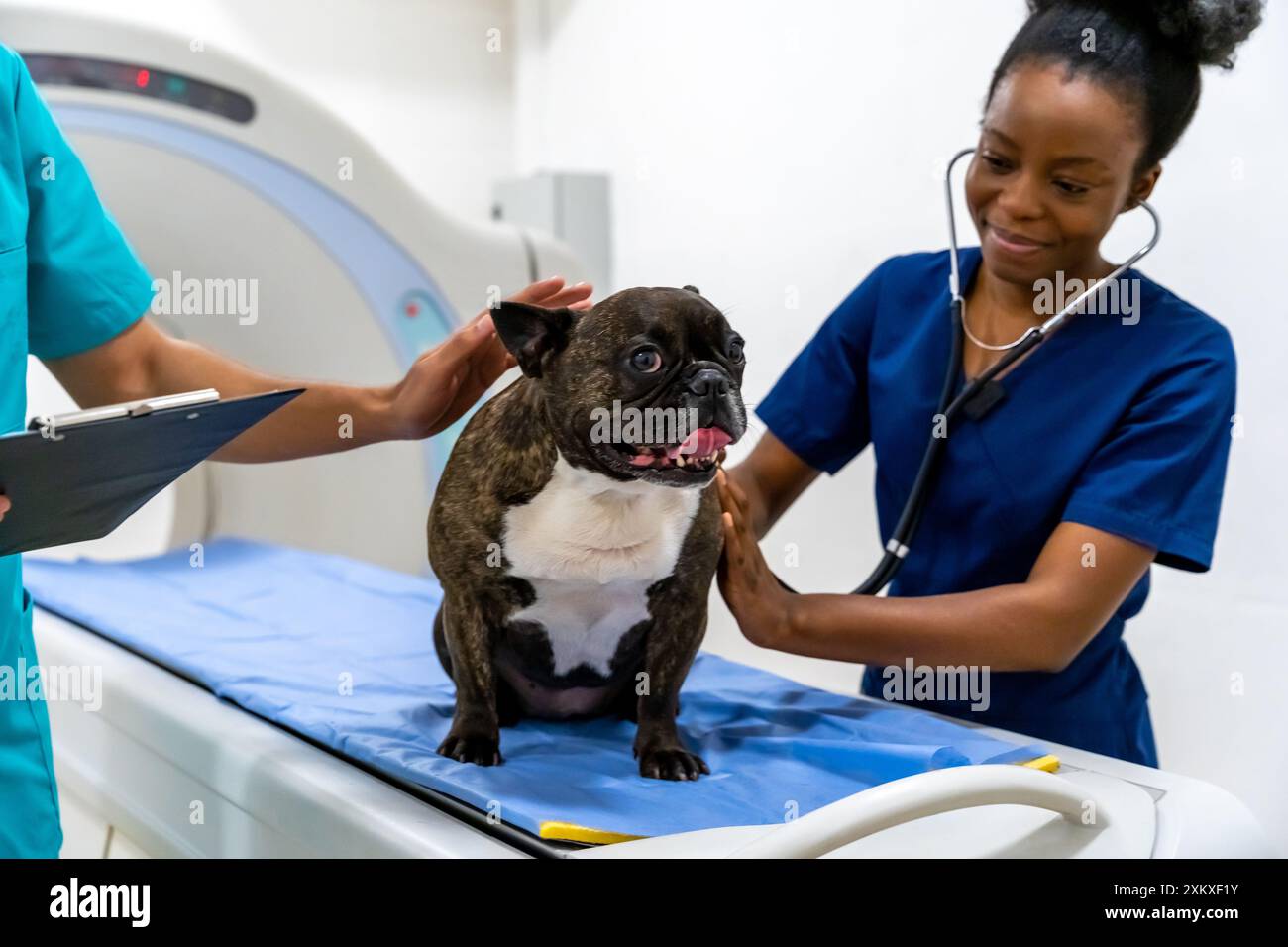 Two veterinarians working with a dog in the clinic and examining it ...