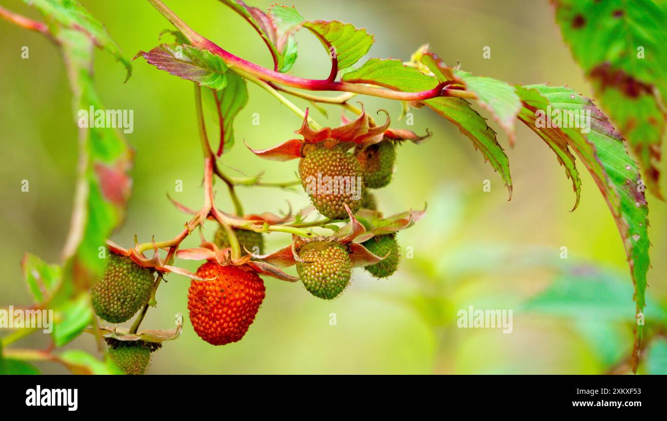 Indonesian raspberry hi-res stock photography and images - Alamy