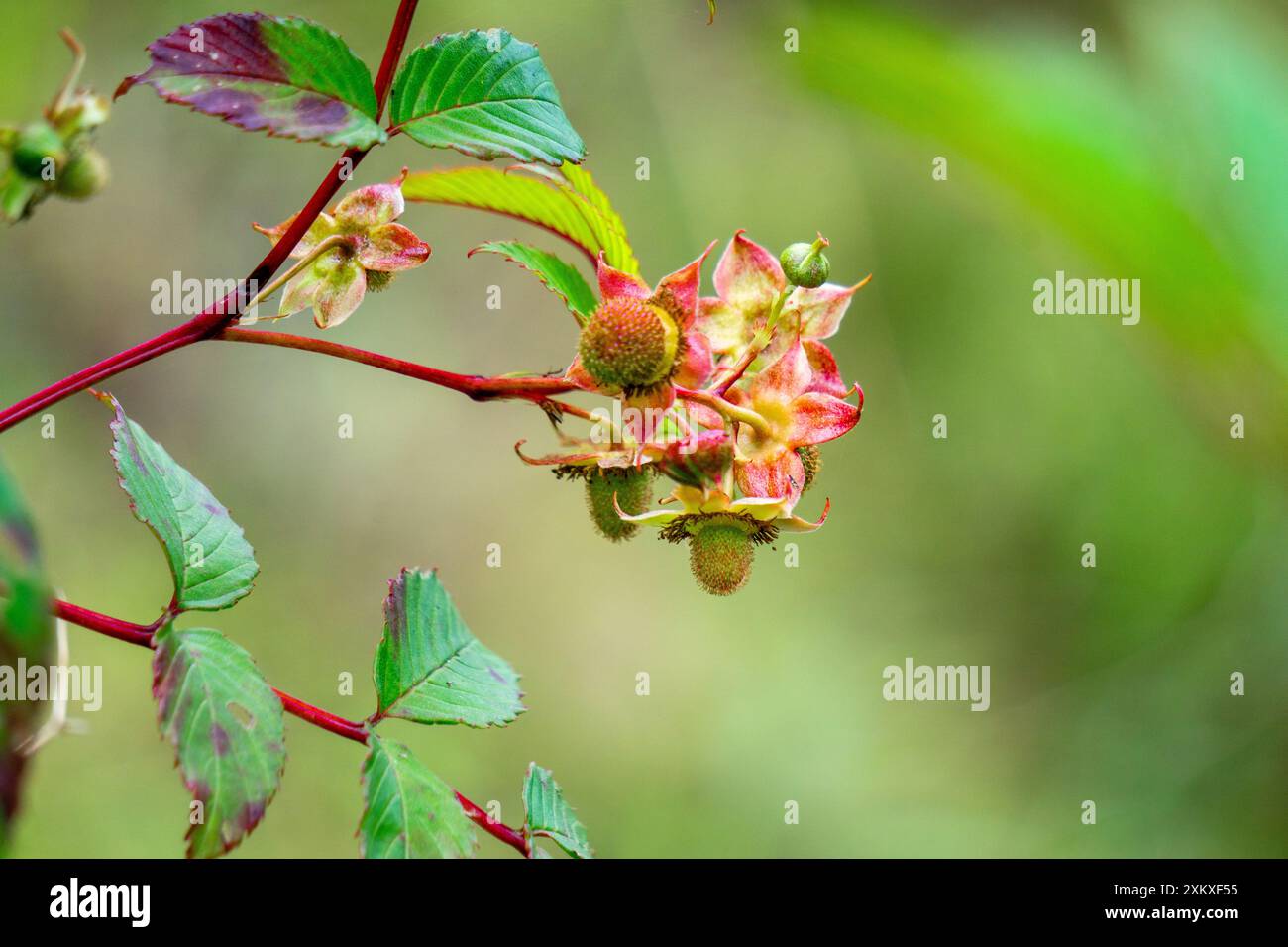 Rubus probus (Atherton raspberry, wild raspberry) fruit. The fruits are ...