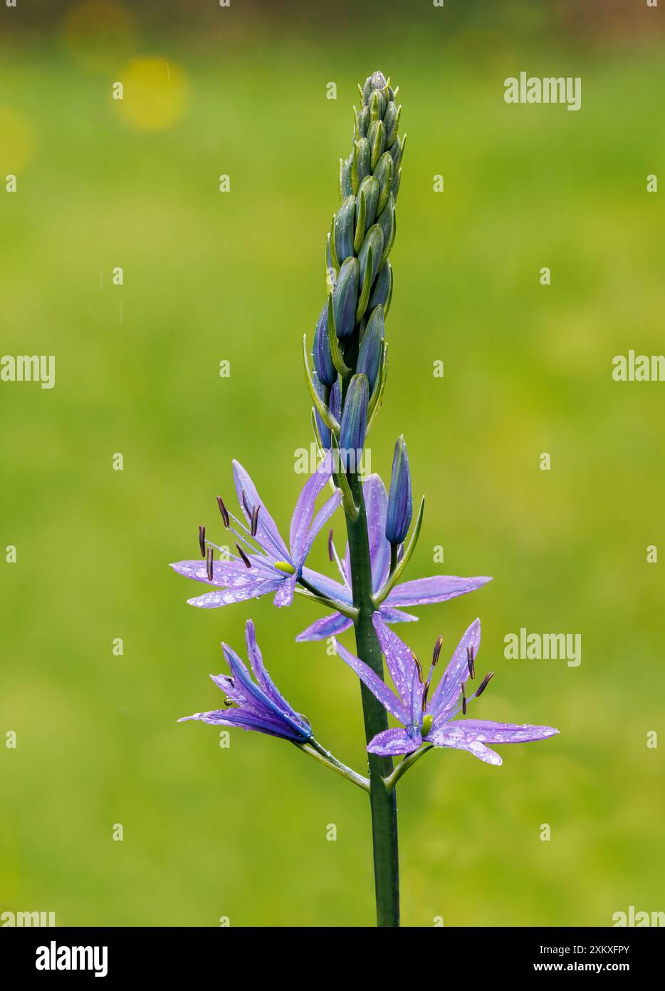 Flower spike hi-res stock photography and images - Alamy