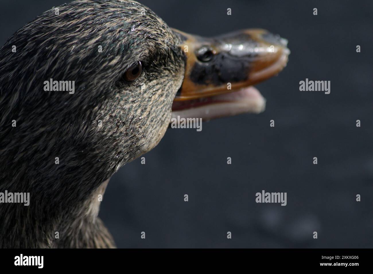 Duck up close hi-res stock photography and images - Alamy