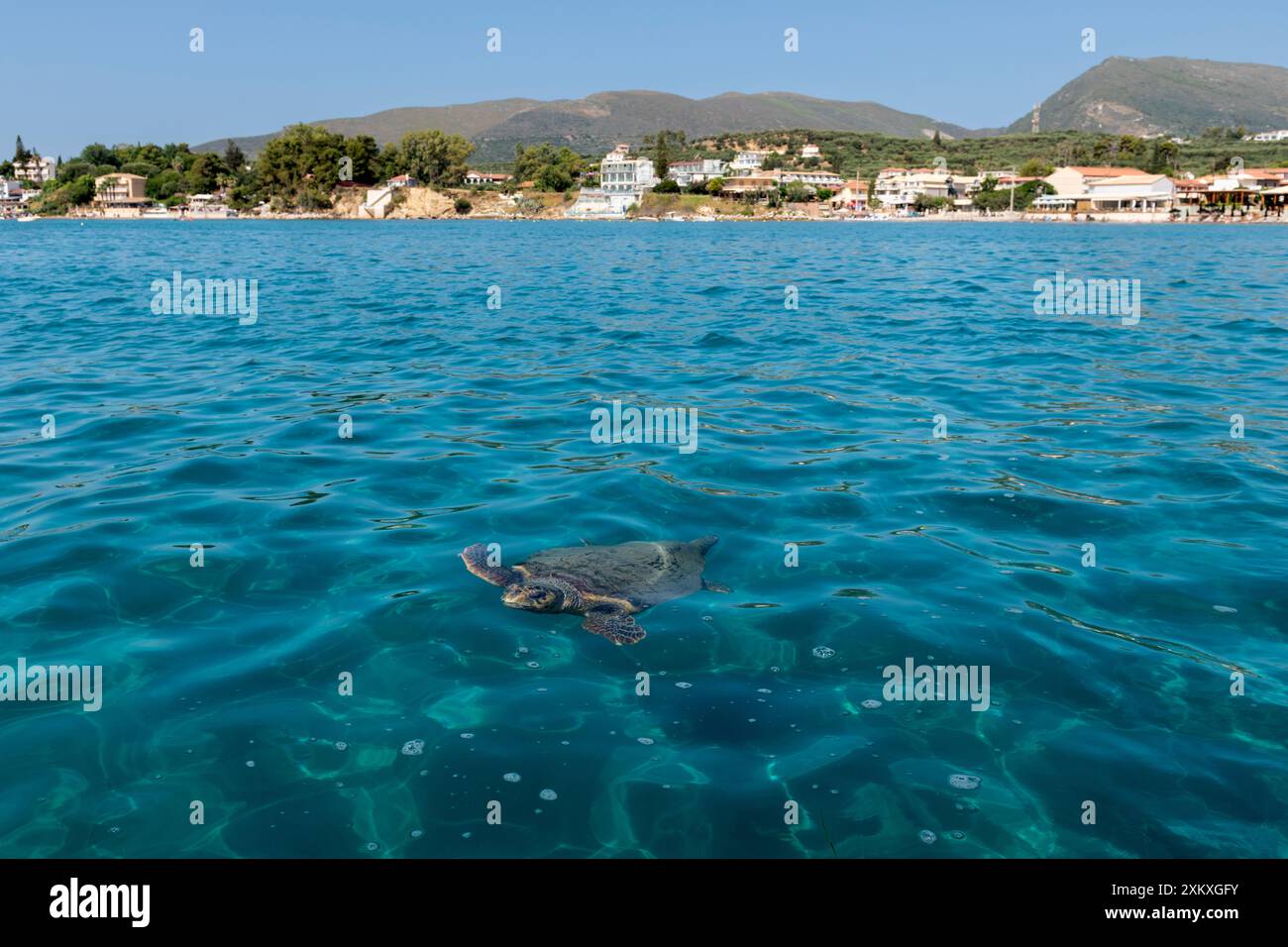 The Loggerhead turtle Caretta-Caretta swimming in Zakynthos island ...