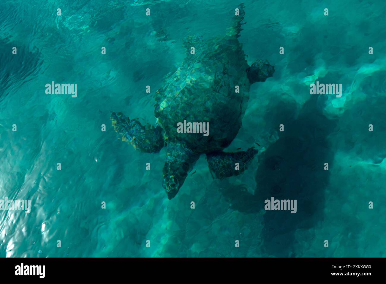 The Loggerhead turtle Caretta-Caretta swimming in Zakynthos island ...