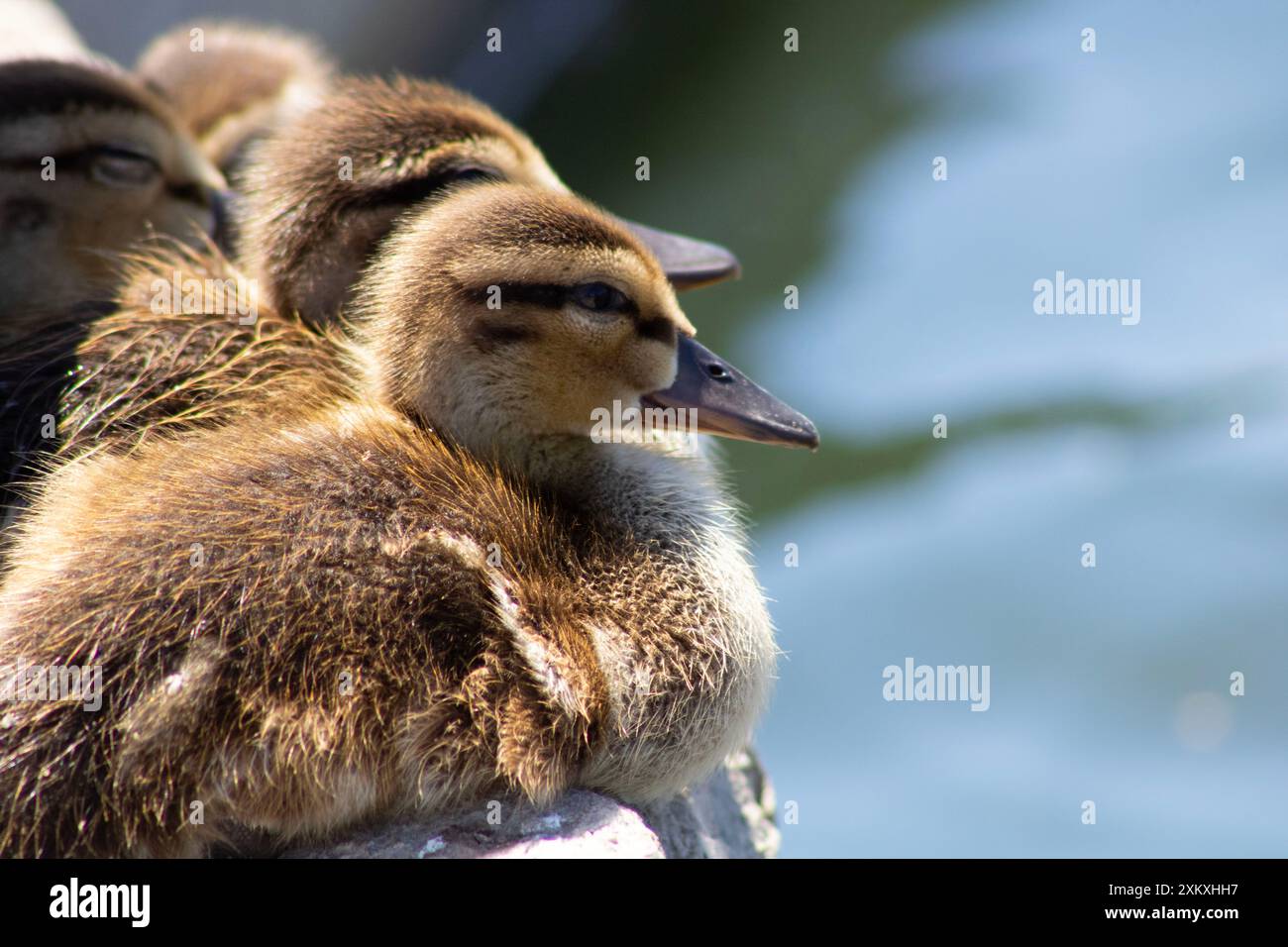 Ducklings beauty in nature hi-res stock photography and images - Alamy