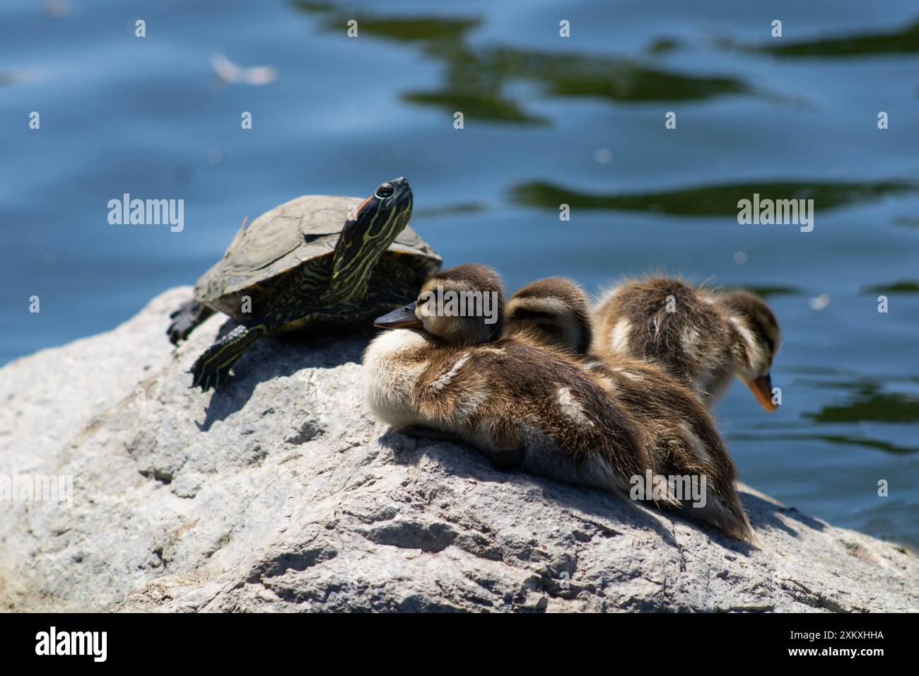 Row of ducklings hi-res stock photography and images - Alamy